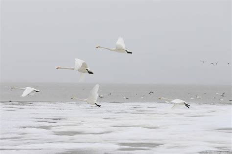冰雪天鹅湖 霜天竞自由 组图 图片中国 中国网