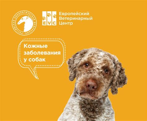 Кожные заболевания у собак Evc