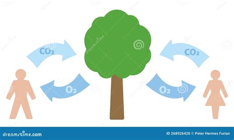 Carbon Cycle Oxygen Humans Tree Respiration Pictogram Stock Vector