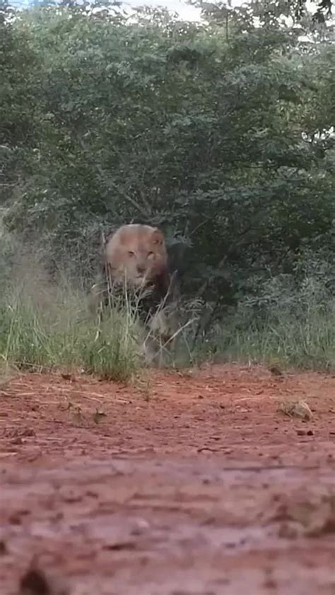 Lions Album On Imgur