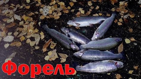 Рыбалка на форель Ловля форели на платнике Youtube