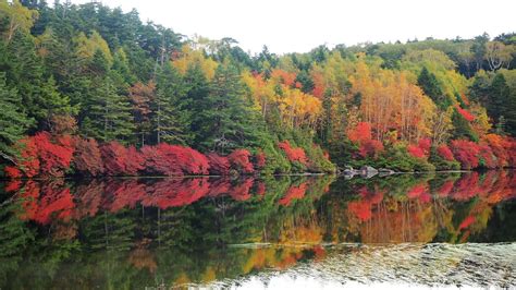 日本の美しい自然 白駒の池と苔の森2022秋の紅葉 YouTube