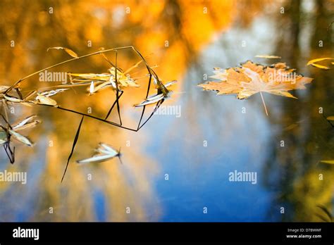 Maple Leaf Floating On Lake Trees And Blue Sky Reflected In Water