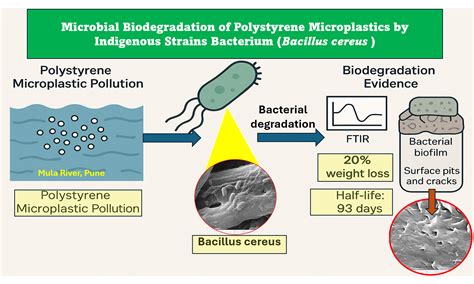 Microbial Biodegradation Of Polystyrene Microplastics Isolation Characterization And
