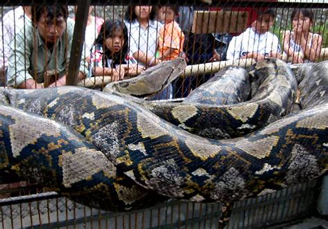 పైథాన్ క‌డుపు చీలిస్తే మ‌నిషి శ‌వం బ‌య‌ట‌ప‌డింది Villagers Found Dead Body In Python