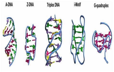 Scientists Confirm Weird Knot Shaped Dna Structure In Human Cells For
