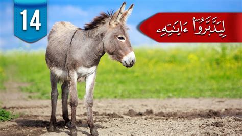 ليدبروا آياته م 2 14 ما الفرق بين الحمير والحُمُر؟ Youtube