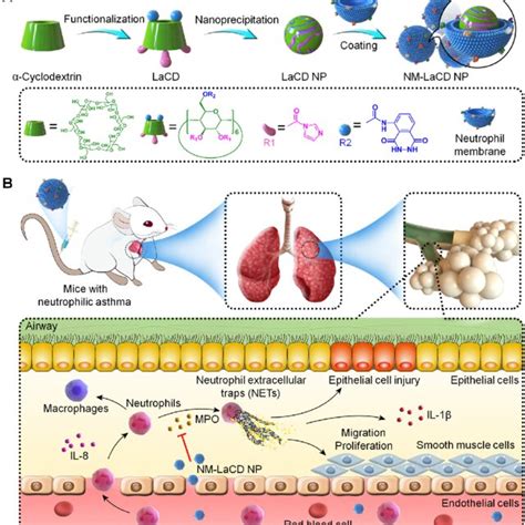 Schematic Illustration Of Engineering Of Multifunctional Bioactive