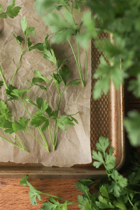 How To Dry Parsley In The Oven Easy Step By Step Guide Sprig And Spoon