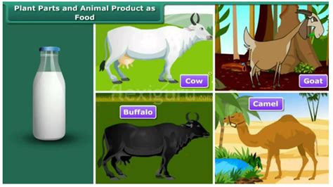 Class 6 Science Notes Chapter 1 Food Where Does It Come From