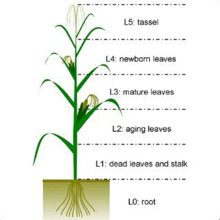 The Comparison Of Average Yield Of Each Maize Variety In The Control Download Scientific