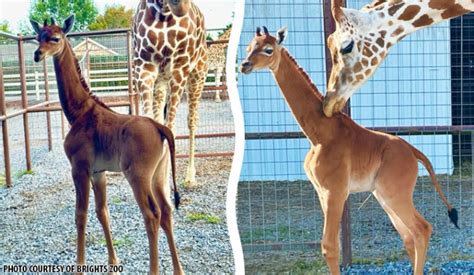 АНУ ын амьтны хүрээлэнд ямар ч толбогүй анаашны тугал мэндэлжээ Мэдээ мэдээлэл Монголын