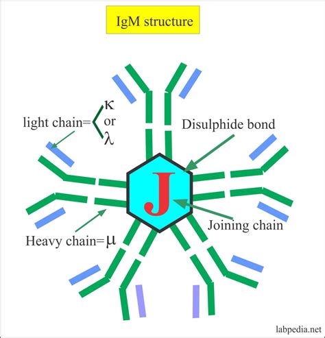 Immunoglobulin M Igm