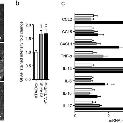 The Increase In Dentate Gyrus Volume Is Linked To An Increase In