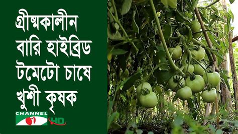 গ্রীষ্মকালীন বারি হাইব্রিড টমেটো ৮ ও ১১ চাষে খুশী কৃষক Youtube