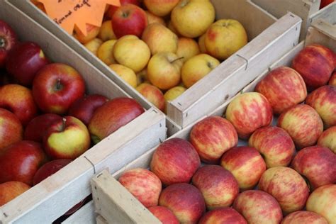 60 exposants pour la 35e édition de la fête de la pomme au Havre