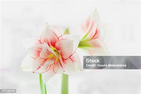 밝은 배경에 테리 핑크와 흰색 히피스트럼 패서디나 클로즈업 복사 공간 개화기에 대한 스톡 사진 및 기타 이미지 개화기 계절