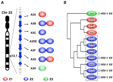Structural Features Of Antiviral Apobec3 Proteins Are Linked To Their