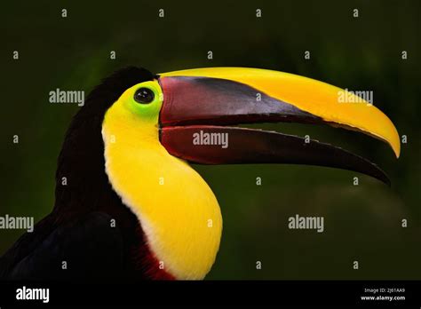 Detail Portrait Of Toucan Bill Toucan Portrait Beautiful Bird With