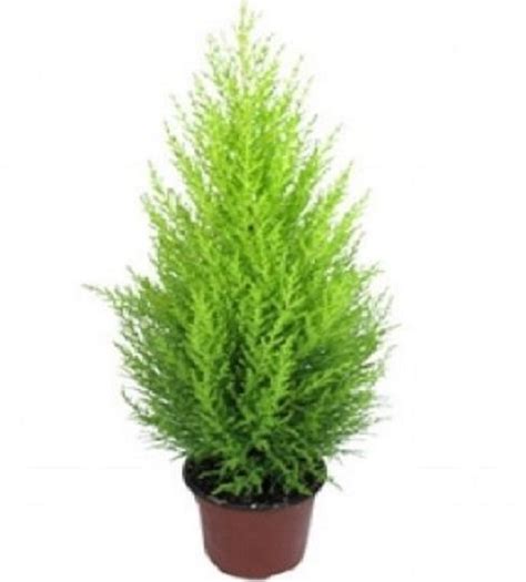 Golden Cypress TheGreenyard In