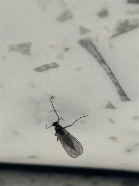 Bugs Bugging R Whatbugisthis