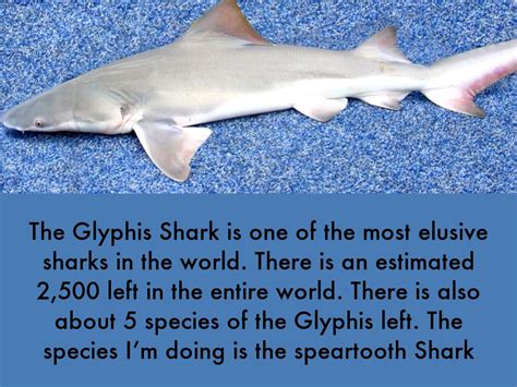 Glyphis Shark