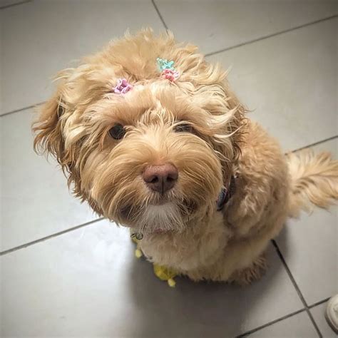 22 Unusual Dog Mixes You May Have Never Encountered Epic Dogs Tales