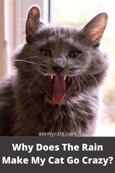 Why Do Cats Go Crazy When It Rains