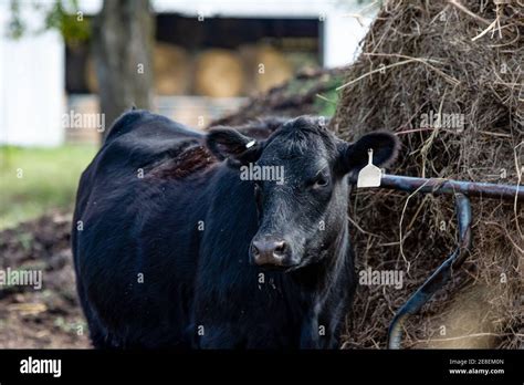 Black Angus cow standing next to a round bale hay feeder with other bales out of focus in the ...