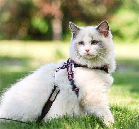 猫咪有这6种表现，说明它体质不好，希望和你家的猫无关。 知乎