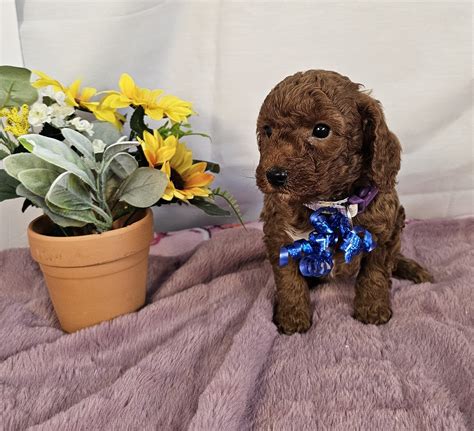 Cavapoo — Evergreen Puppies
