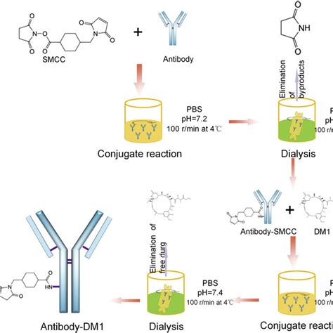 The Process Of Adc Generation Download Scientific Diagram