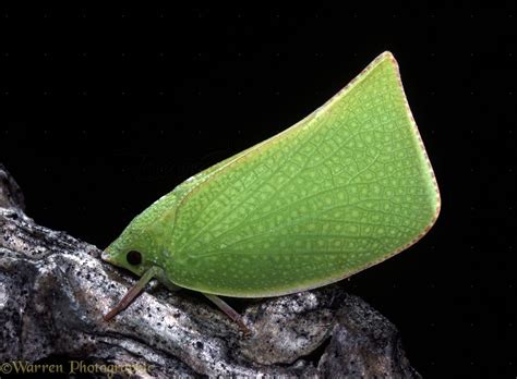 Green Australian Leaf Hopper Photo Wp18061