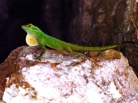 Flora Y Fauna De Haití Biodiversidad En La Isla Teleflor