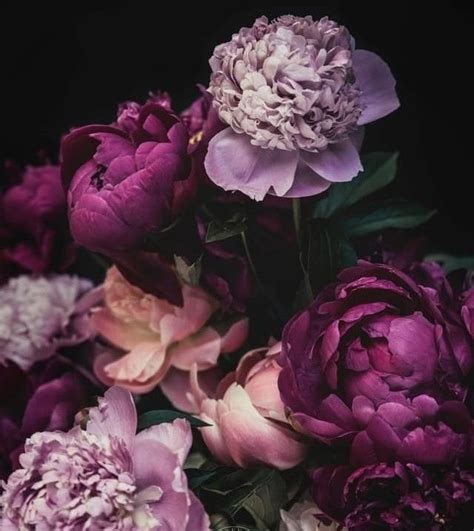 Pin by pravohelp yurist on Цветы красота нашей жизни Floral background Dark flowers Floral