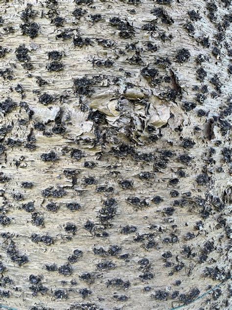 Tree Identification Bark Norfolk Island Pine Araucaria Heterophylla Stock Image Image Of