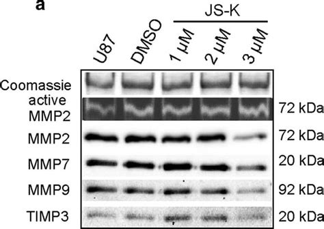 Human Mmp 7 Antibody Mab9071 100 Randd Systems