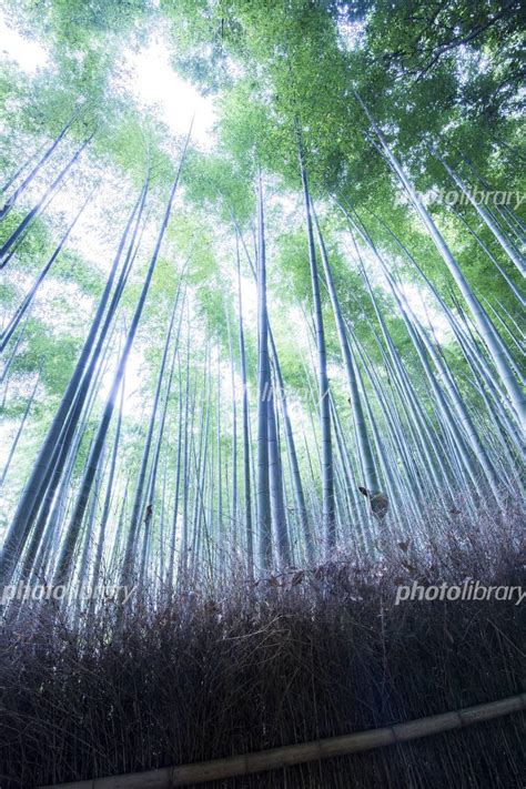 京都嵐山朝の竹林 写真素材 4006784 フォトライブラリー photolibrary