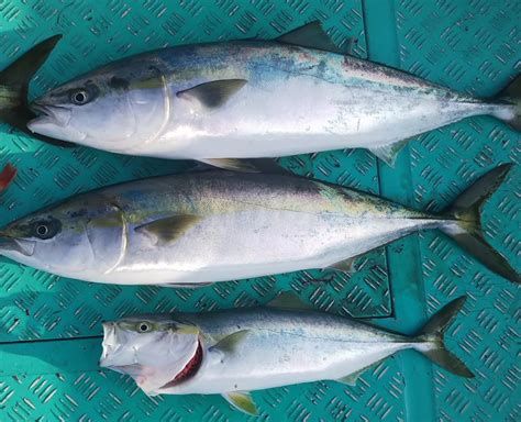 大分 遊漁船 タイラバ ジギング Fishing美英フィッシングミエイ