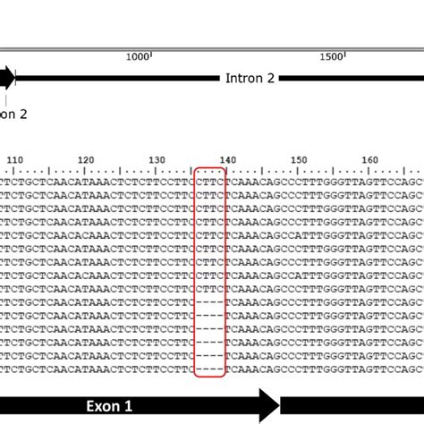 Functional Complementation Of The Arabidopsis Tt19 Mutant With The