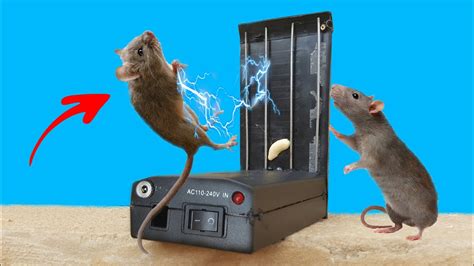 Diy Rat Killer At Herbert Hamilton Blog