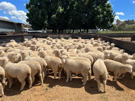 Lot 815 340 Mixed Sex Suckers AuctionsPlus