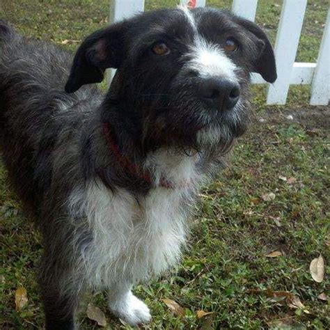Border Collie Wirehaired Terrier Mix