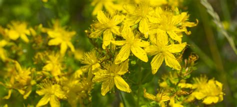 Tips For Pruning A Hypericum