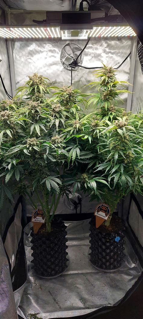 spice and zamango d67 r nightowlseeds