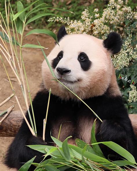 더쿠 지니어스 푸🐼 Panda Love Panda Bear Cute Panda