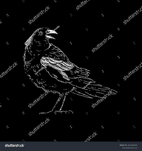 Magpie Hand Drawing Vector Isolated On Stock Vector Royalty Free
