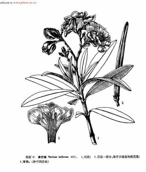 羌活手绘 防风手绘 细辛手绘 第3页 大山谷图库