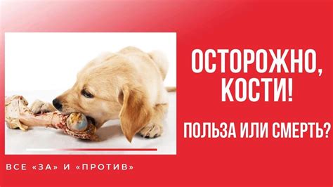ОСТОРОЖНО кости Кости для собак все «за и «против Опасны ли