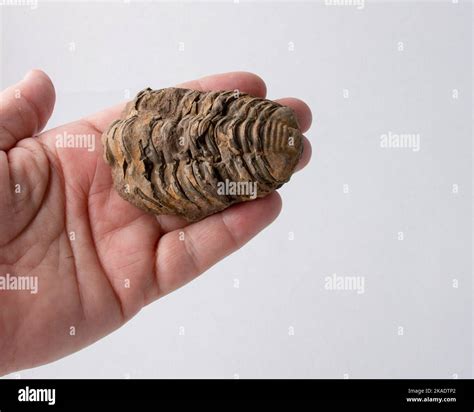 The Trilobite Fossil Discovered In Madgascar Isolated On White